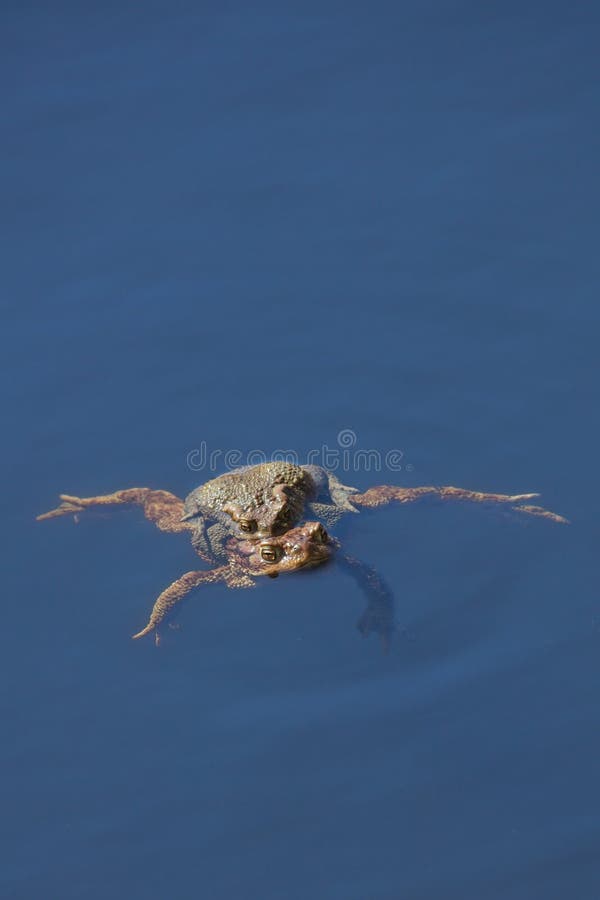 Common toads coupling. stock image. Image of bufo, water - 364135229