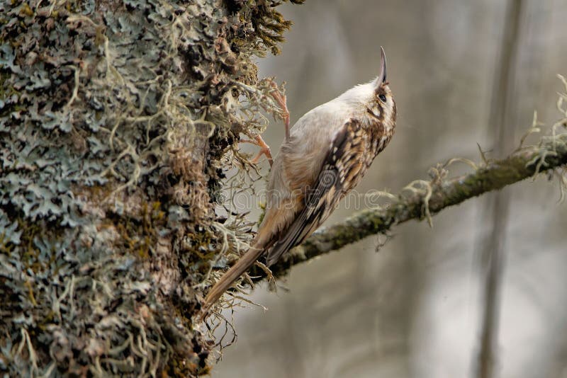 Closeup of a Common Treecreeper Perching on the Mossy Tree Trunk Stock ...
