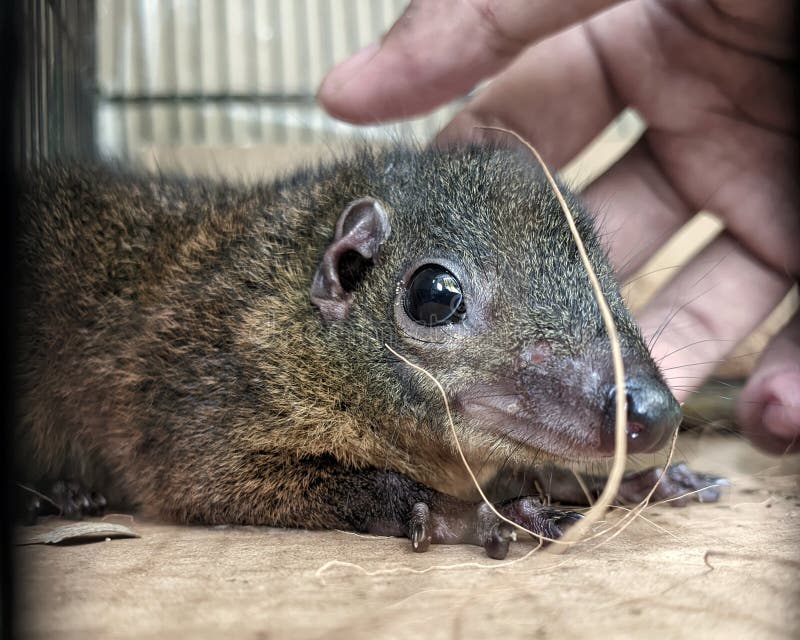 Closeup of the Common Treeshrew Stock Photo - Image of closeup, glis ...