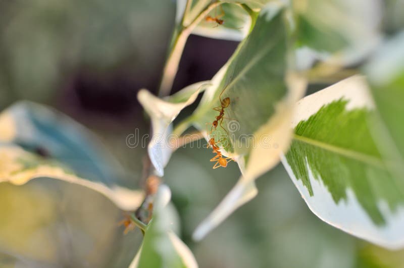 Communication of Ants.an Ants is Talking Stock Image - Image of ...