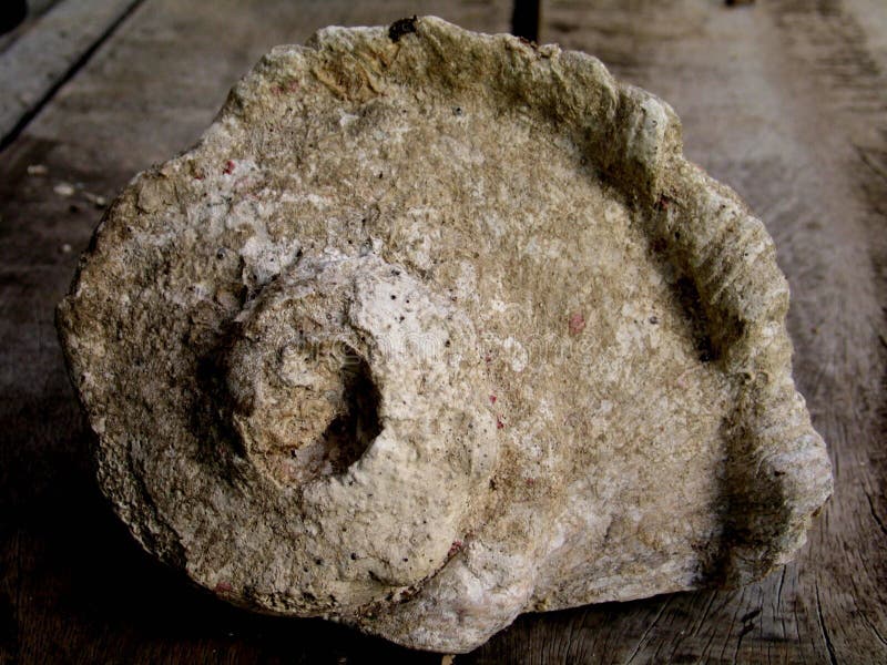 The Fossil Conch Trigonia Costata, from the Middle Jurassic of Germany ...