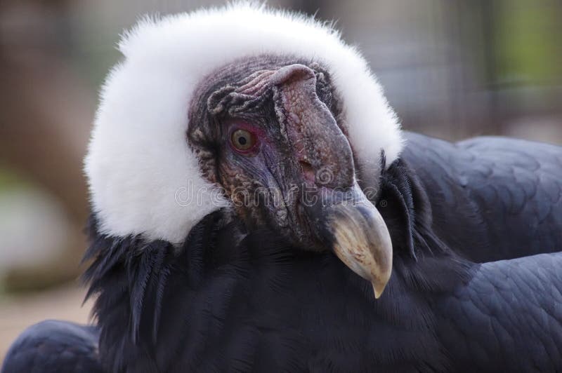 Closeup of a Condor. stock image. Image of bird, face - 45585295