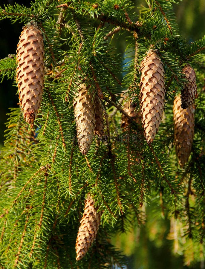 Closeup of Cones on Fir Tree Stock Photo - Image of cone, summer: 50743312