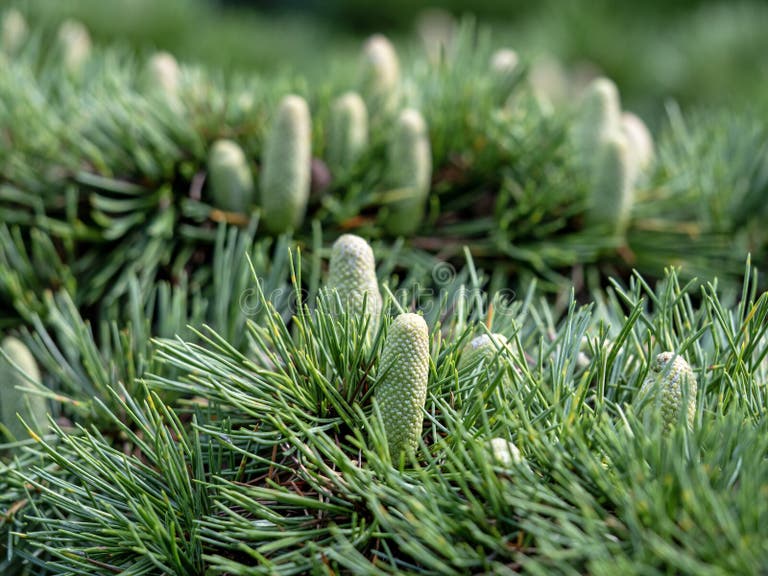 Closeup of Cones of a Weeping Deodar Cedar Tree Stock Photo - Image of ...
