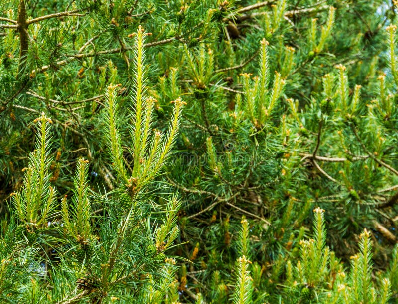 Closeup of a Conifer Tree with Small Pine Cones, Popular Evergreen Tree ...