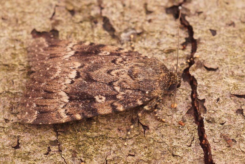 Copper Underwing Moth (Amphipyra Pyramidea) Stock Image - Image of ...