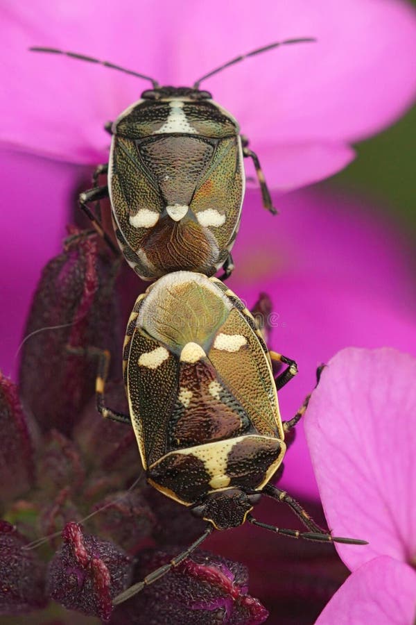 Closeup on Copulating Shieldbug , Eurydema Oleracea on a Purple ...