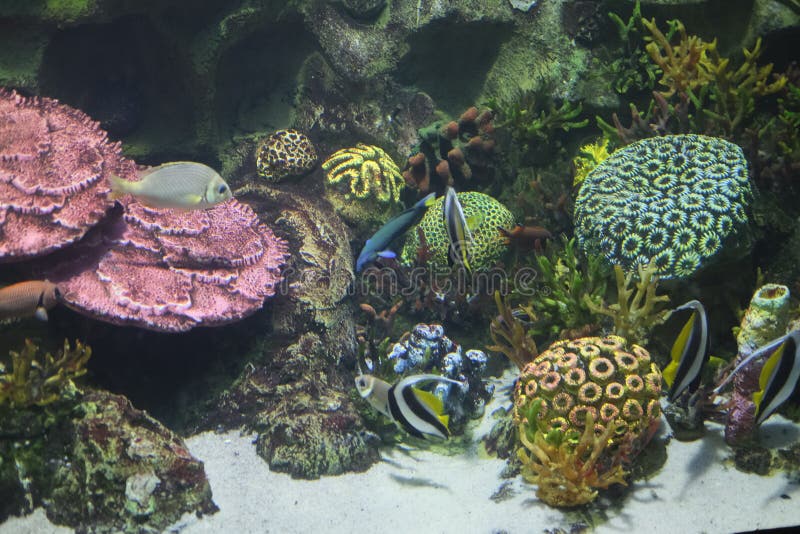 Closeup of Coral Reef Fish Underwater Stock Photo - Image of underwater ...