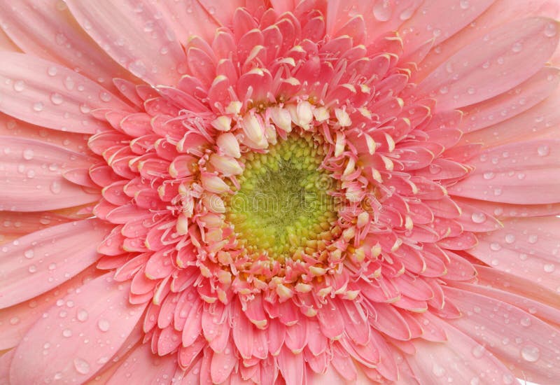 Closeup of the Core of a Beautiful Gerbera Daisy Stock Image - Image of ...