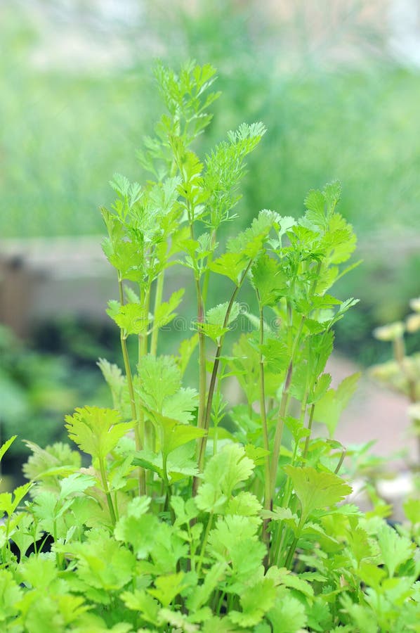 Coriander (cilantro) tree stock image. Image of food - 33423835