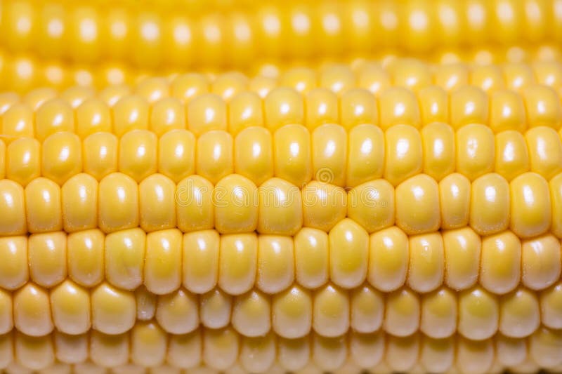 Closeup of Corn Cob, Corn Textured Background Stock Photo - Image of ...