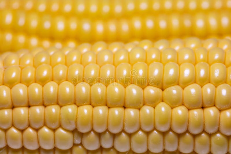 Closeup of Corn Cob, Corn Textured Background Stock Image - Image of ...