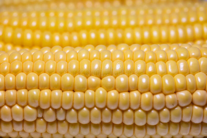 Closeup of Corn Cob, Corn Textured Background Stock Image - Image of ...