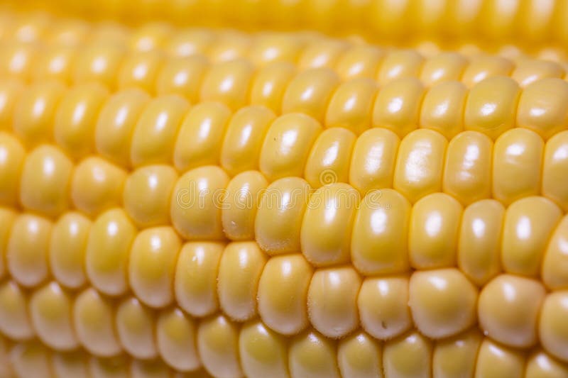 Closeup of Corn Cob, Corn Textured Background Stock Image - Image of ...