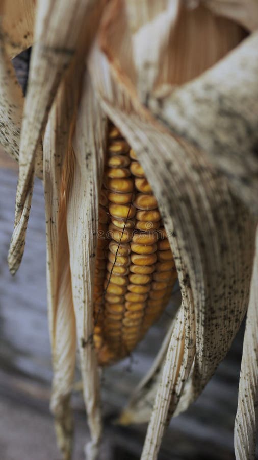 Closeup of a Corn with Dry Leaves Stock Photo - Image of seeds, groats ...