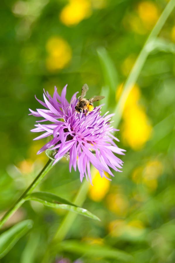 Closeup Of Corn-flower With Bee Stock Image - Image of honey, white ...