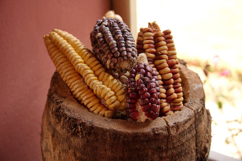 Closeup of Corn in Peruvian Village Stock Photo - Image of ingredient ...