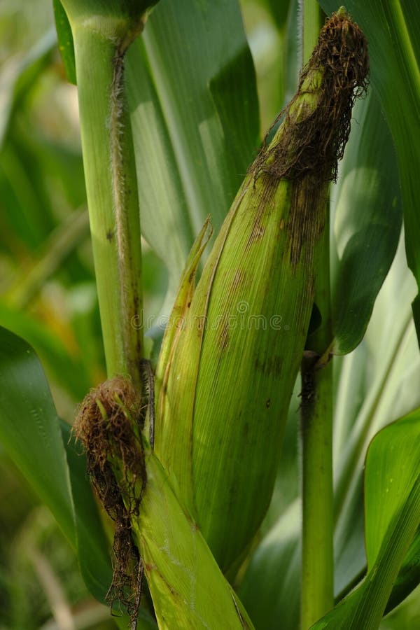 Closeup of a Corn Plant in a Green Field Stock Image - Image of corncob ...