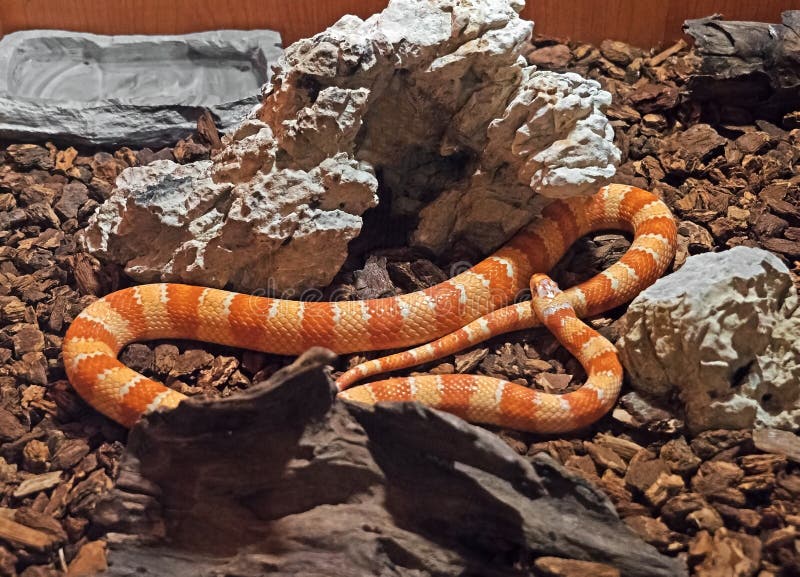 Corn Snake Coiled on the Ground Stock Image - Image of coiled, rock ...