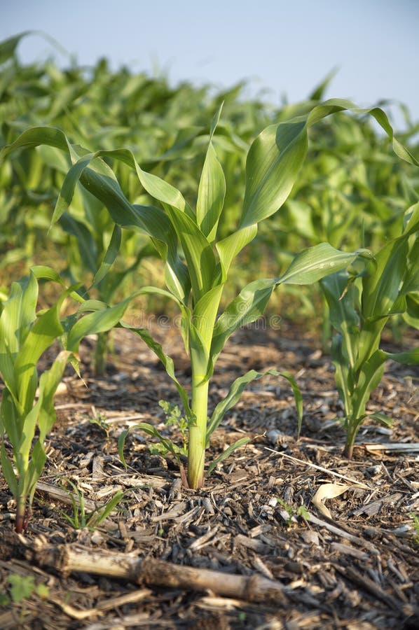 This comes up every year. No idea what it is. I live in Pa. : r ...