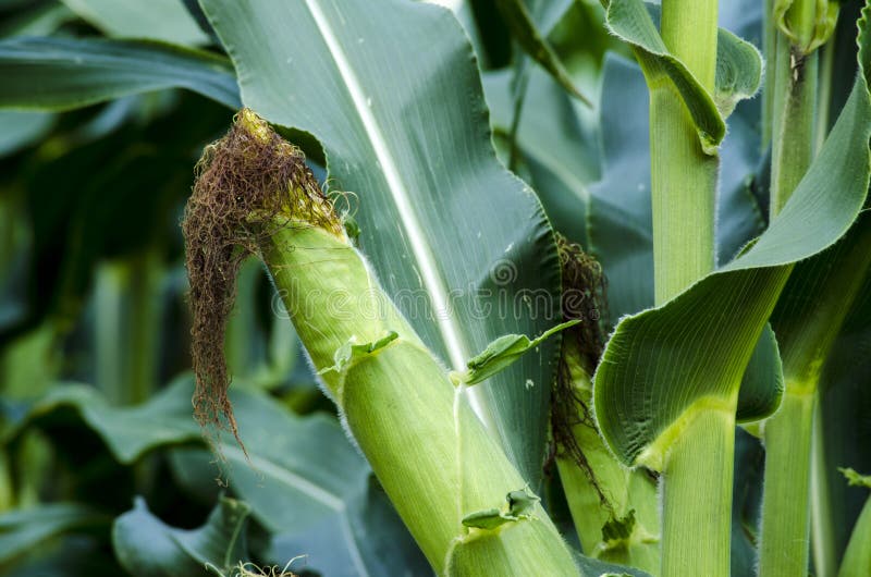 Closeup corn on the stalk stock photo. Image of garden - 99358774