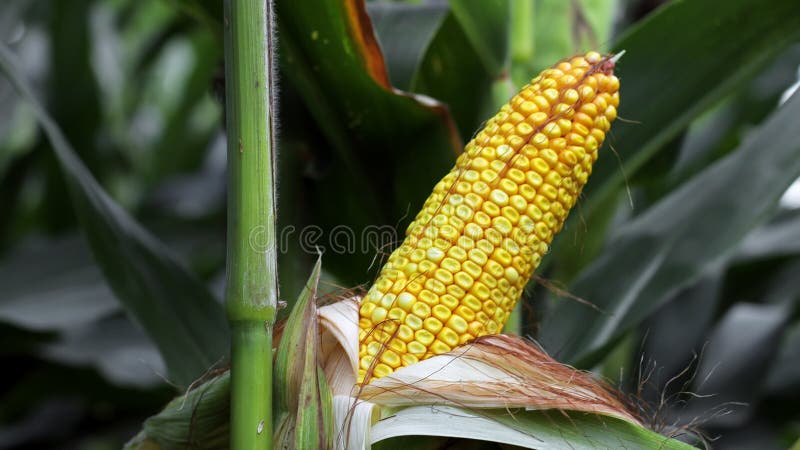 Closeup of Corn on the Stalk in the Corn Field Stock Footage - Video of ...