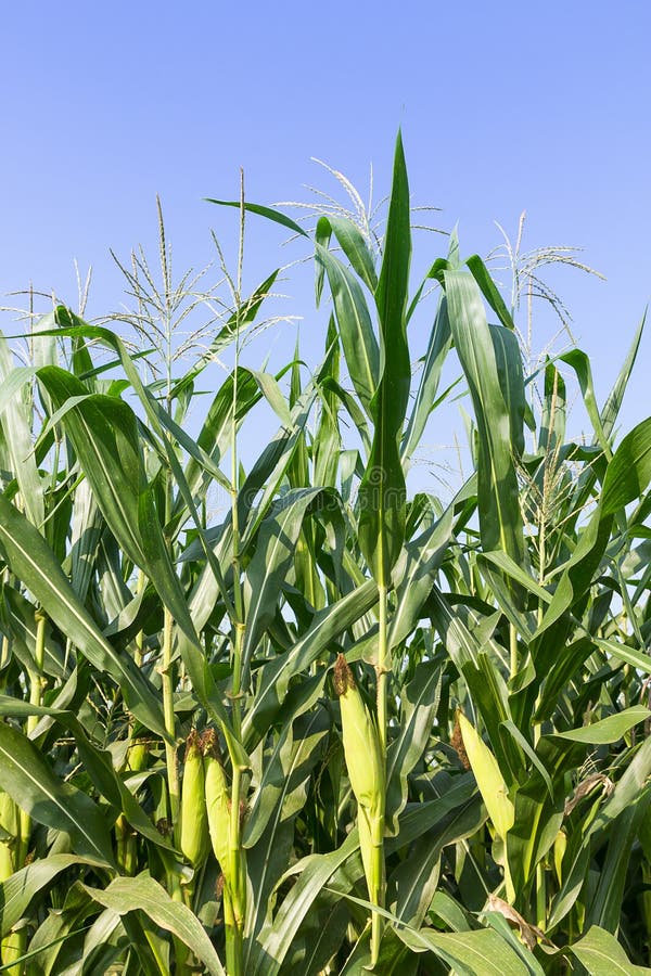 Corn on the stalk stock photo. Image of grain, summer - 20300804