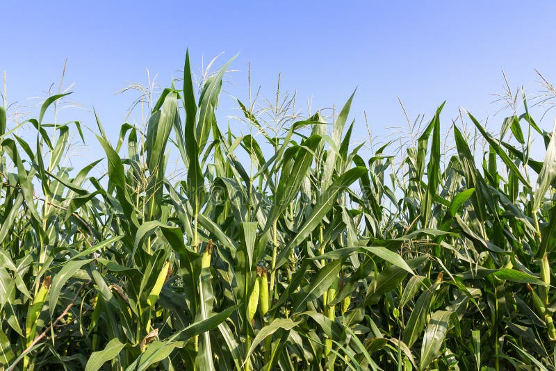 Maize Plant Diagram, Infographic Elements with the Parts of Corn Plant ...