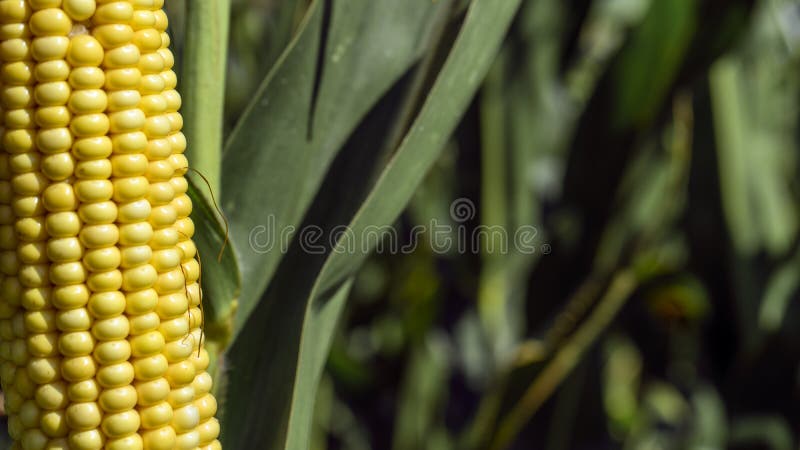 Closeup Corn on the Stalk in the Corn Field Stock Photo - Image of ...