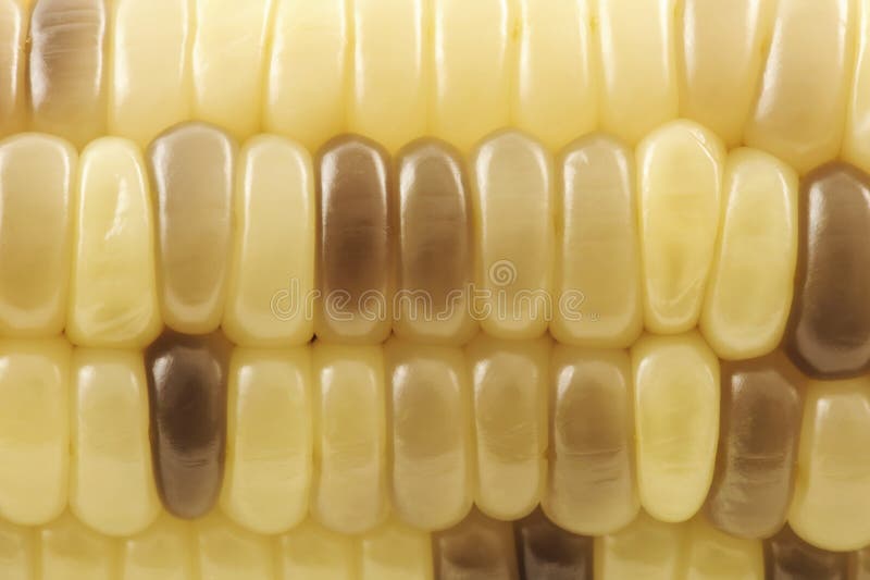 Closeup Corn Texture Background Stock Photo - Image of grain, pattern ...