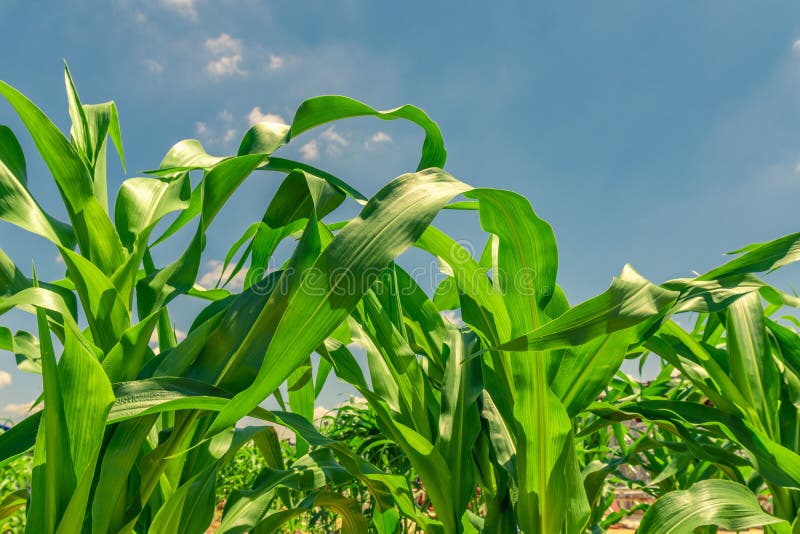 Closeup Corn Tree and Green Leaves on Blue Sky and Clouds Background ...