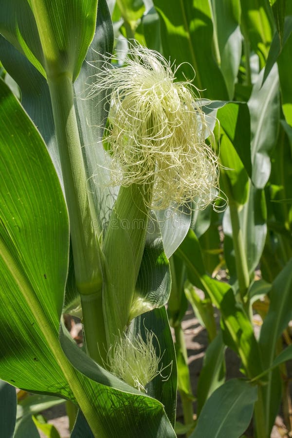 Closeup of a Cornstalk with Ear Husk that Has Silk in a Cornfield Stock ...