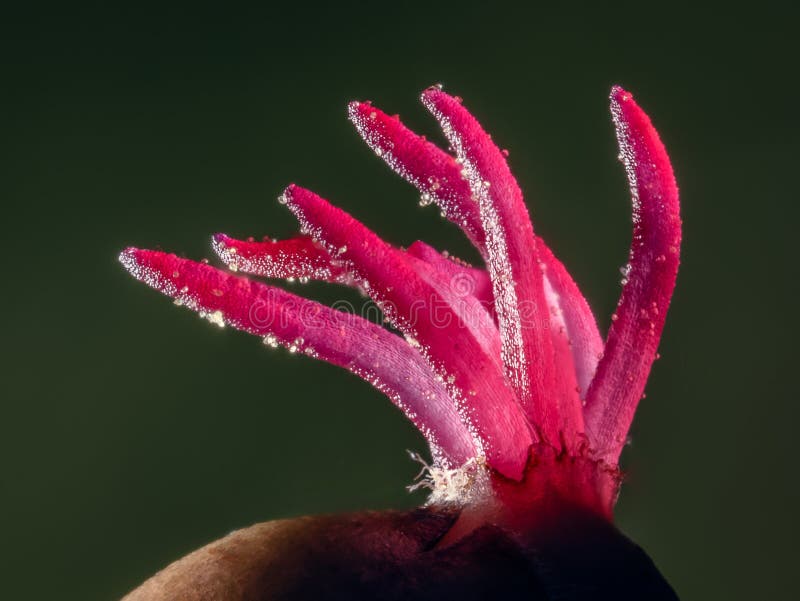 Closeup of a Corylus Avellana, the Common Hazel. Stock Photo - Image of ...