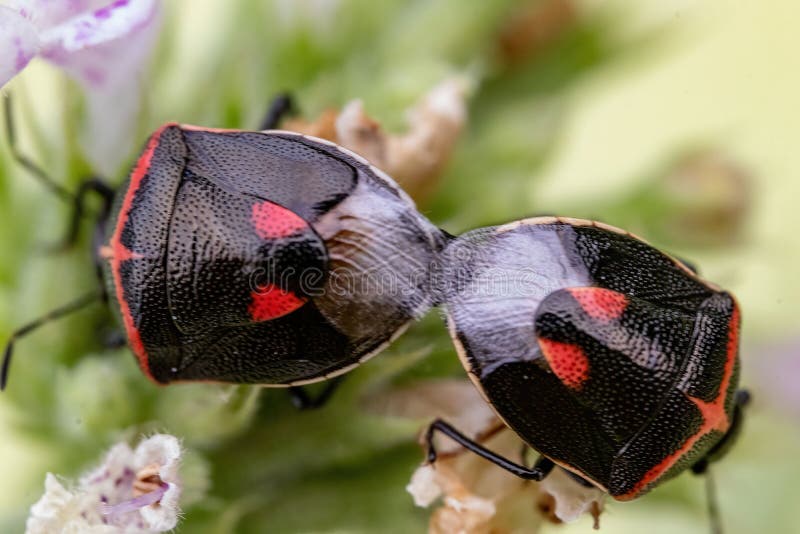 Lintneriana Bug Stock Photos - Free & Royalty-Free Stock Photos from ...