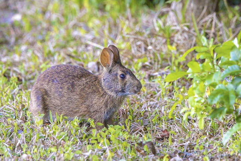 Closeup of a Cottontail Rabbit Running Toward You Stock Photo - Image ...