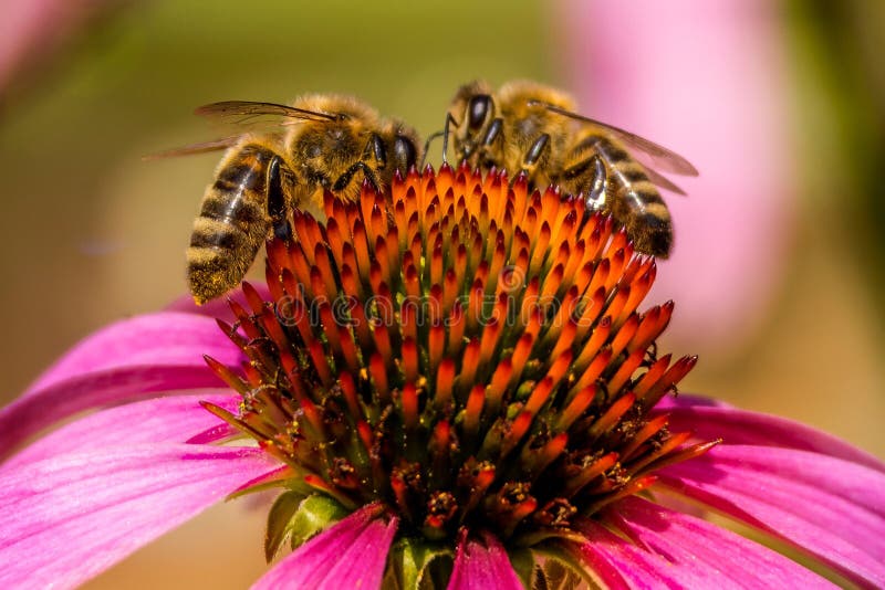 Closeup of a Couple of Bees on a Flower Stock Photo - Image of flower ...
