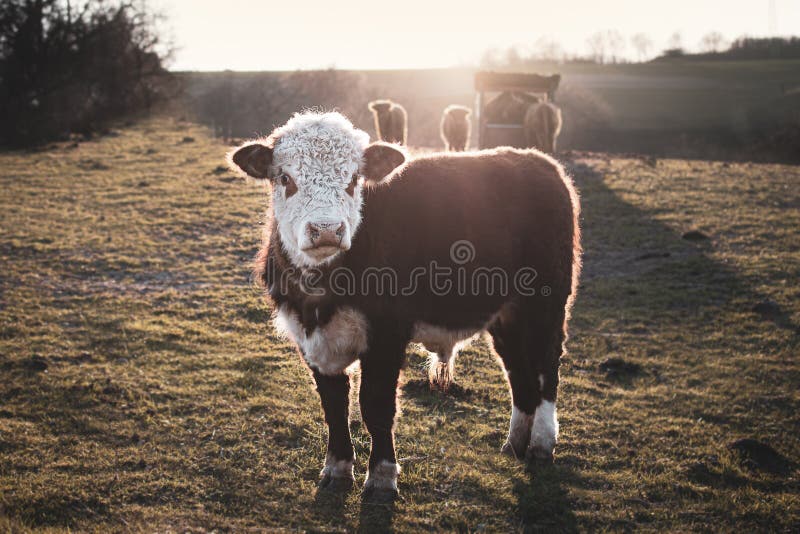 Closeup of a Cow on Field at Sunset Stock Photo - Image of black ...