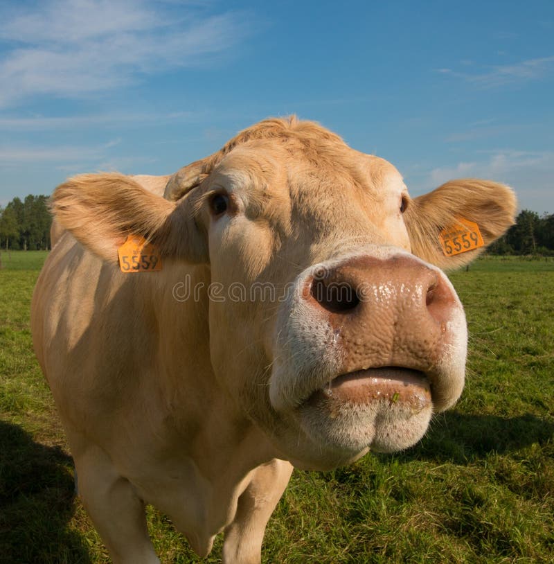 Closeup of Cow Nose Closeby Stock Image - Image of blue, meadow: 61023653