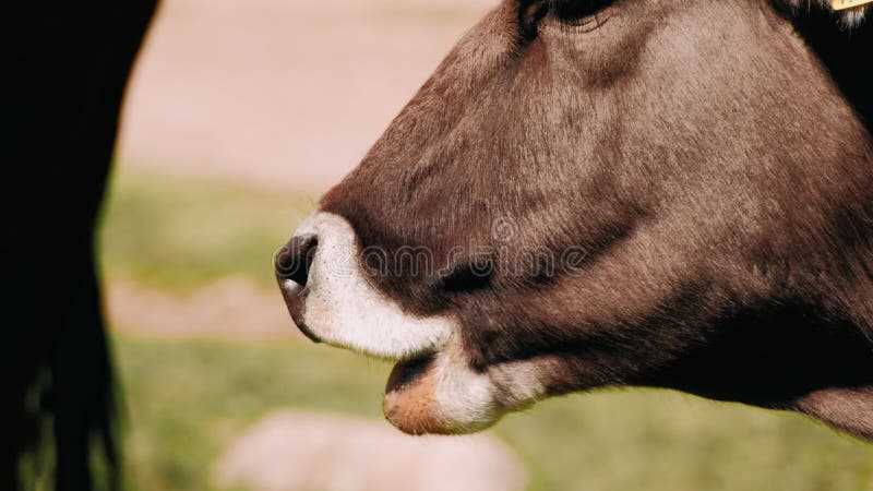 Closeup of a Cow S Face. the Cow is Chewing. Cow Muzzle Stock Footage ...