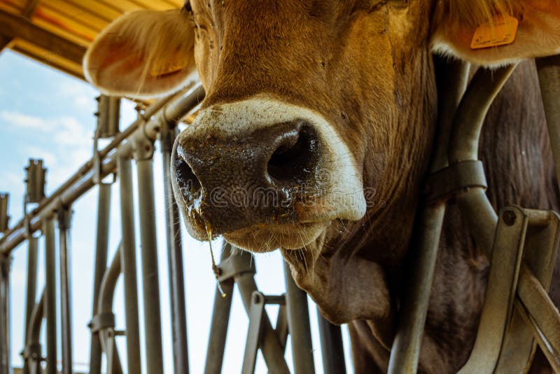 Closeup of a Cow with Snotty Nose Stock Image - Image of metal, cowshed ...