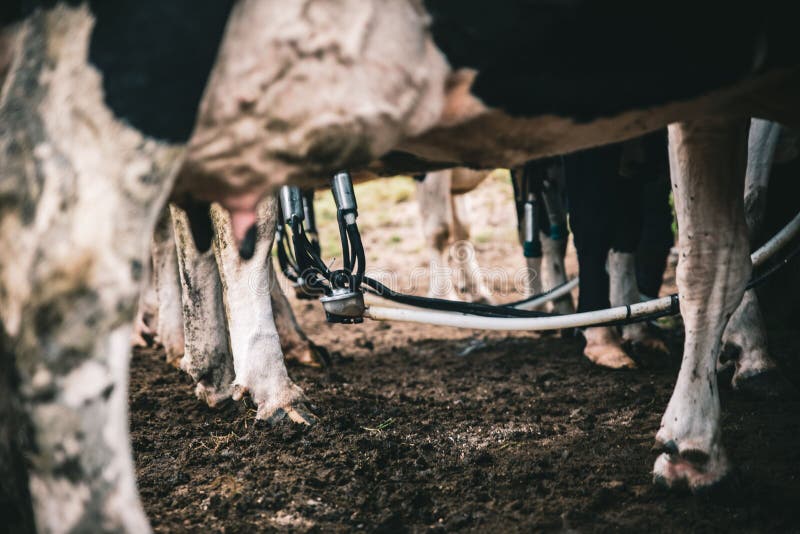 Closeup of Cow Udder in Field Stock Photo - Image of udder, pasture ...