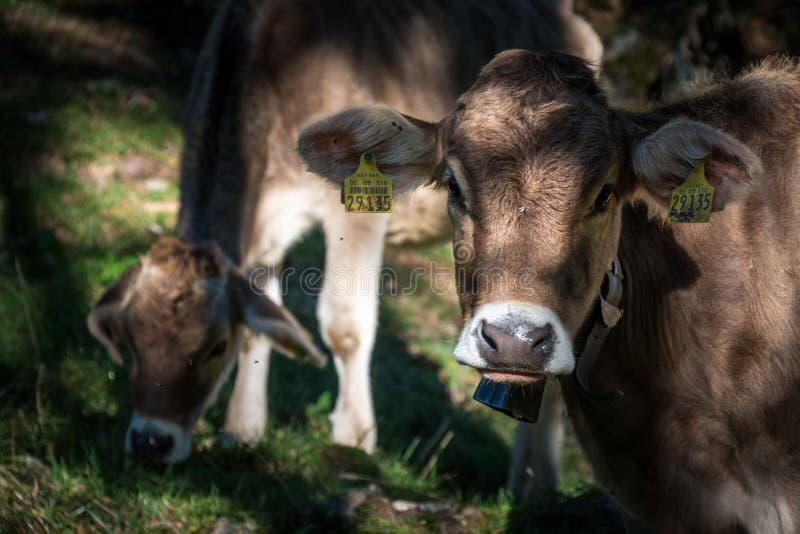 Closeup of Cows on the Farm in a Daylight Stock Photo - Image of summer ...