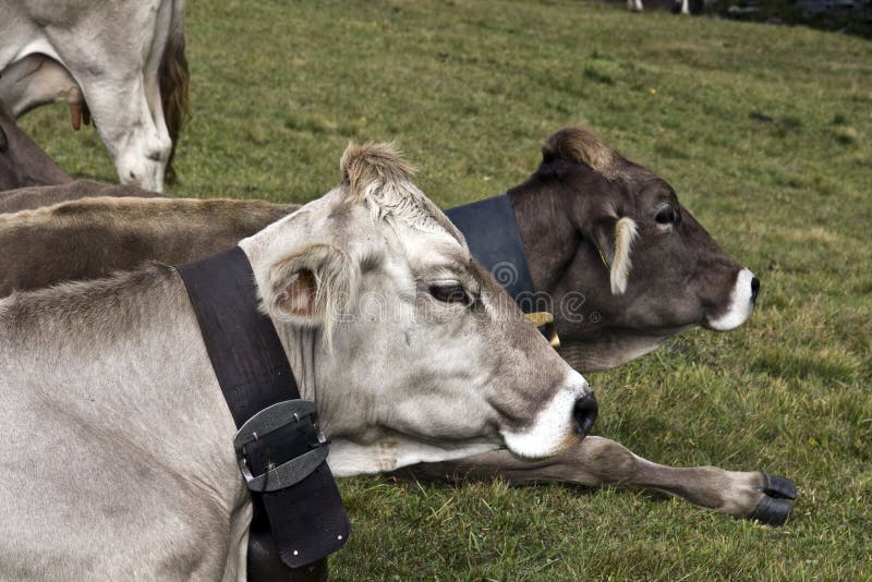 Closeup of Cows Lying on the Ground Covered in Greenery Under the ...