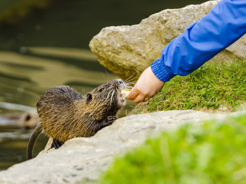 Closeup of the Coypu, Also Known As the Nutria, Taking Food from the ...