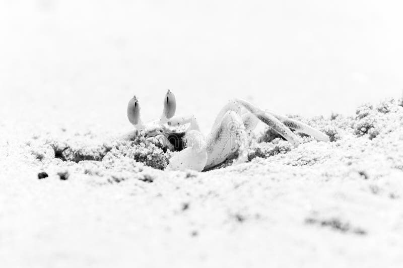 Closeup of Crab Digging a Hole in the Sand Stock Photo - Image of white ...