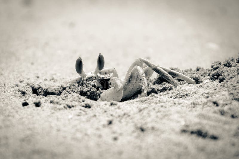 Closeup of Crab Digging a Hole in the Sand Stock Photo - Image of white ...