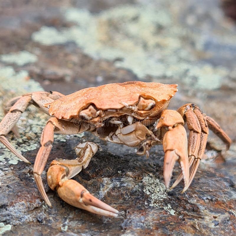 Closeup of a Crab with an Orange Shell Stock Image - Image of outdoor ...