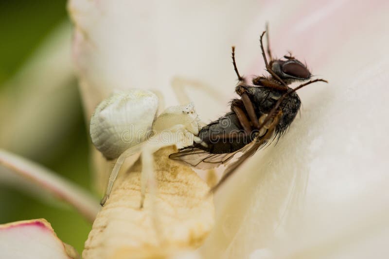 Closeup of a Crab Spider Catching a Fly Stock Photo - Image of insect ...