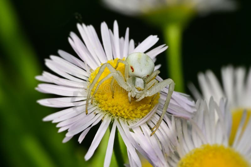 Closeup of a Crab Spider on a Daisy. Stock Photo - Image of plant ...