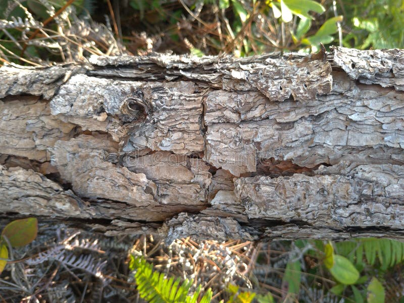 Cracked tree bark stock image. Image of tree, outdoor - 173606693
